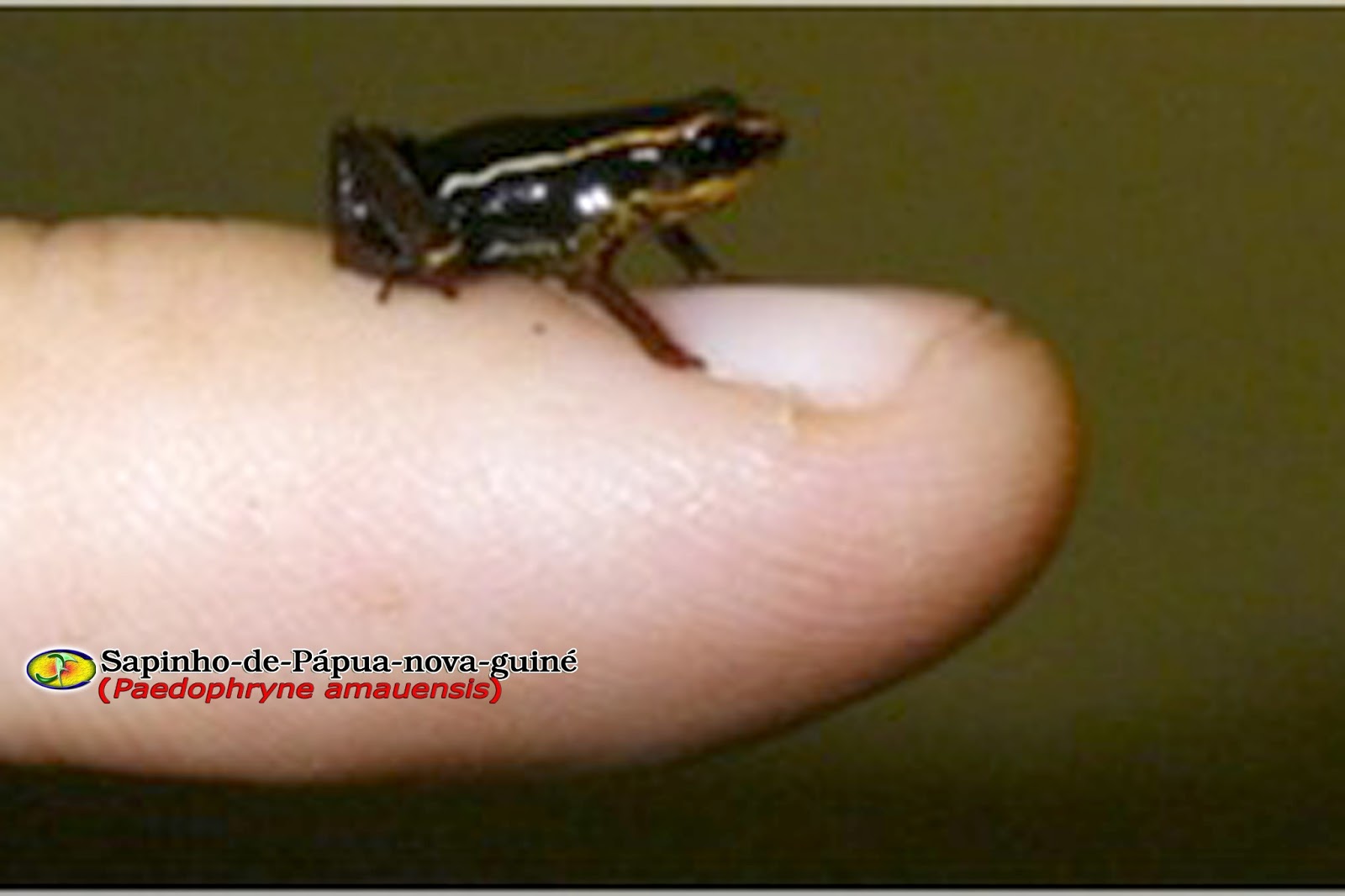 Zoologia: Sapinho-de-Pápua-nova-guiné (Paedophryne amauensis)